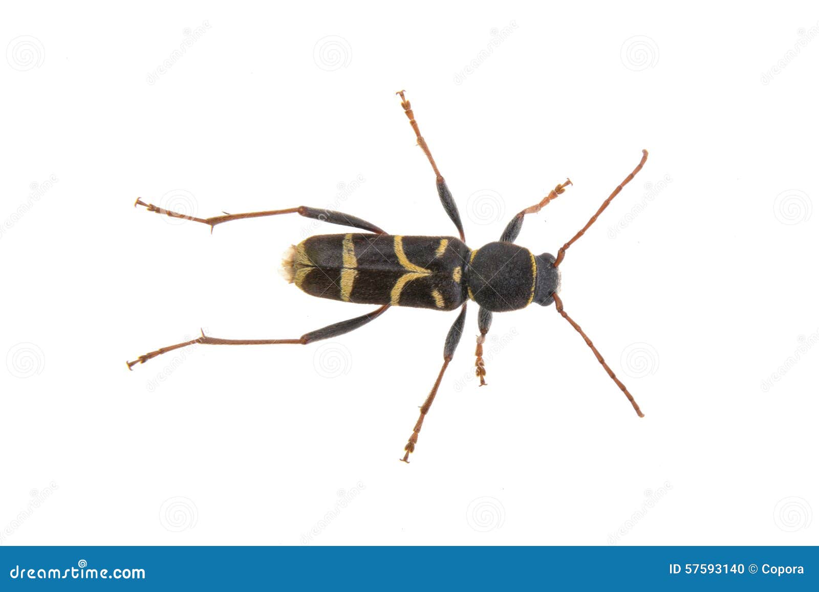 Insecte Noir Jaune Sur Un Fond Blanc Photo stock - Image du blanc ...