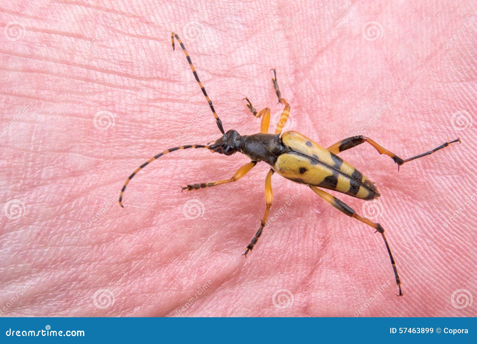 Insecte Noir Jaune Sur Une Main Image stock - Image du petit, main ...