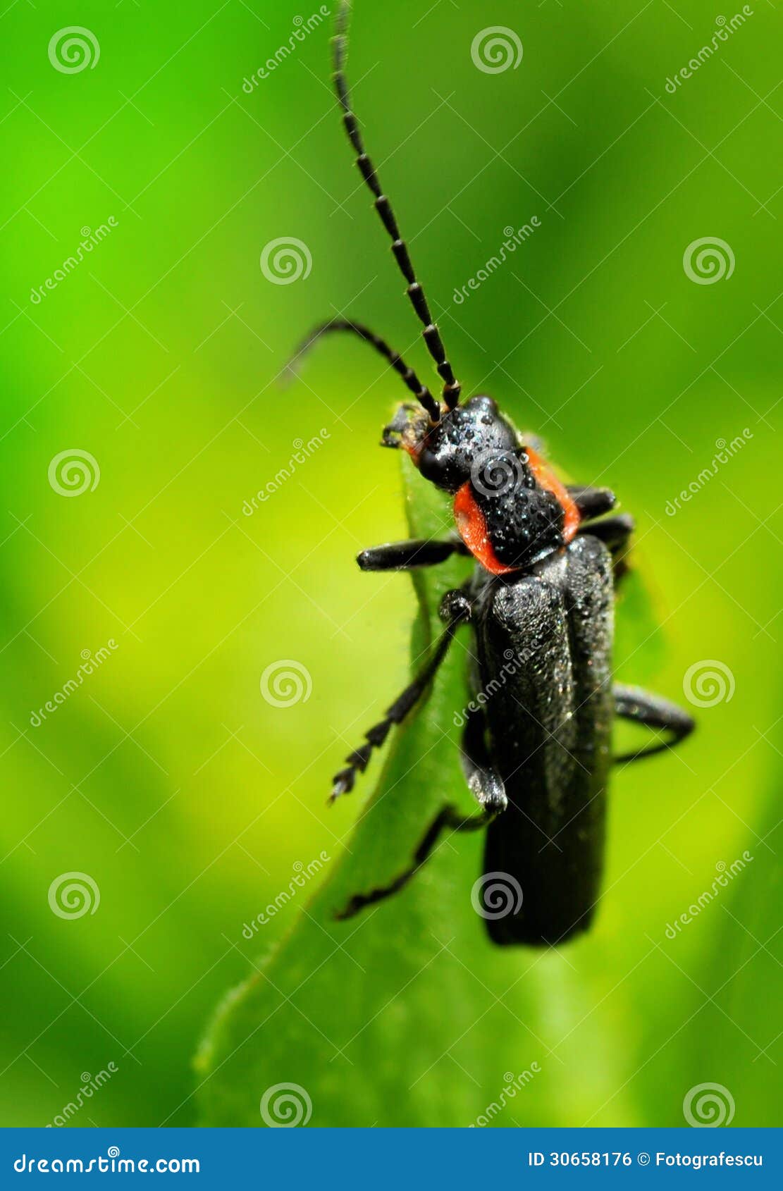 Insecte noir sur le vert photo stock. Image du botanique - 30658176