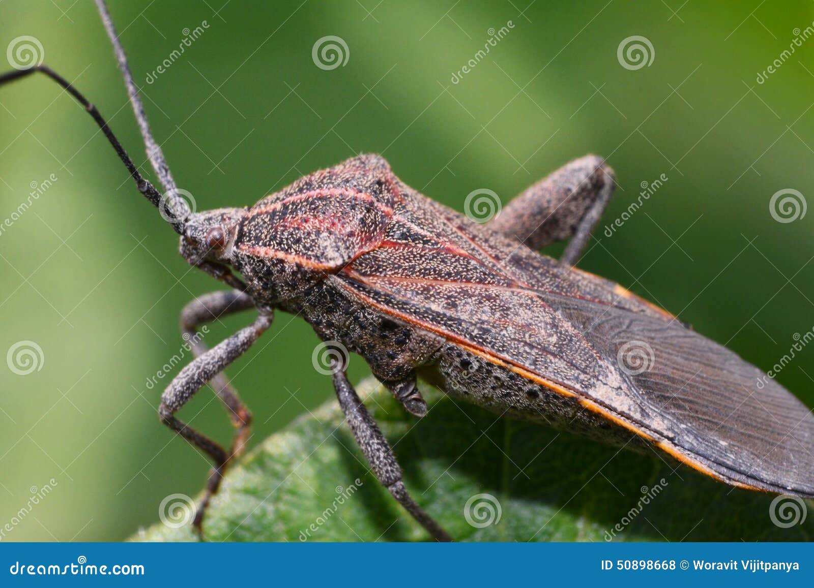 Insecte Pentatomidae De Brown Photo stock - Image du couleurs, flore ...
