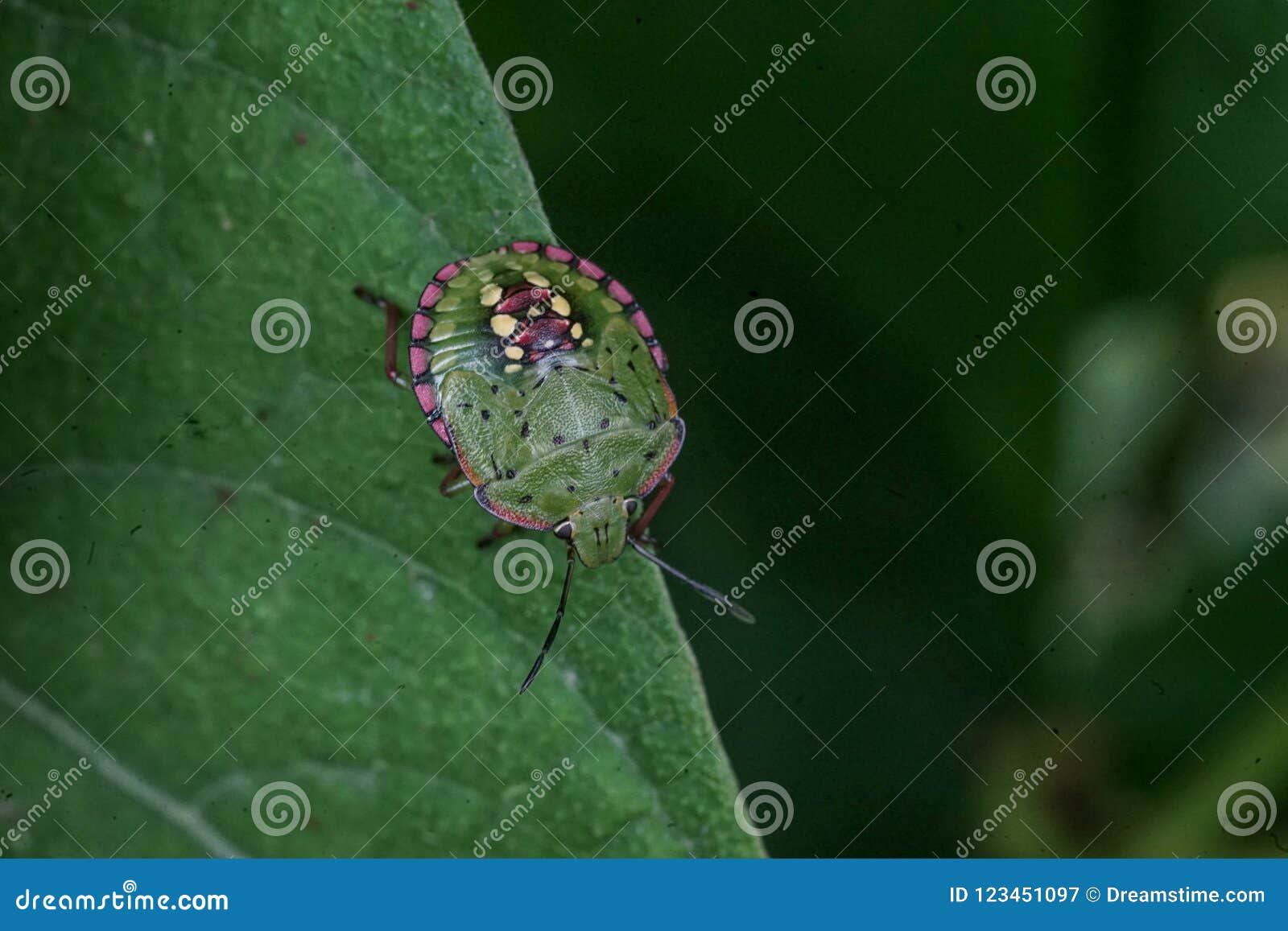 Insecte Puant De Viridula De Nezara Image stock - Image du insectes ...