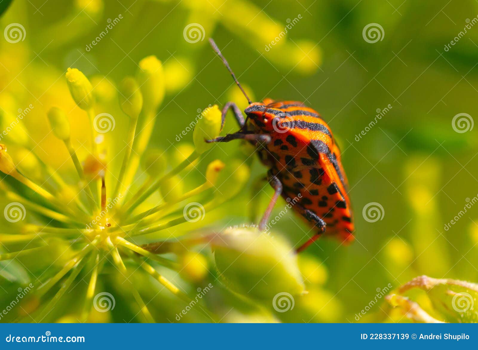 Insecte Puant Rouge Sur Une Fleur Jaune. Image stock - Image du arbre ...
