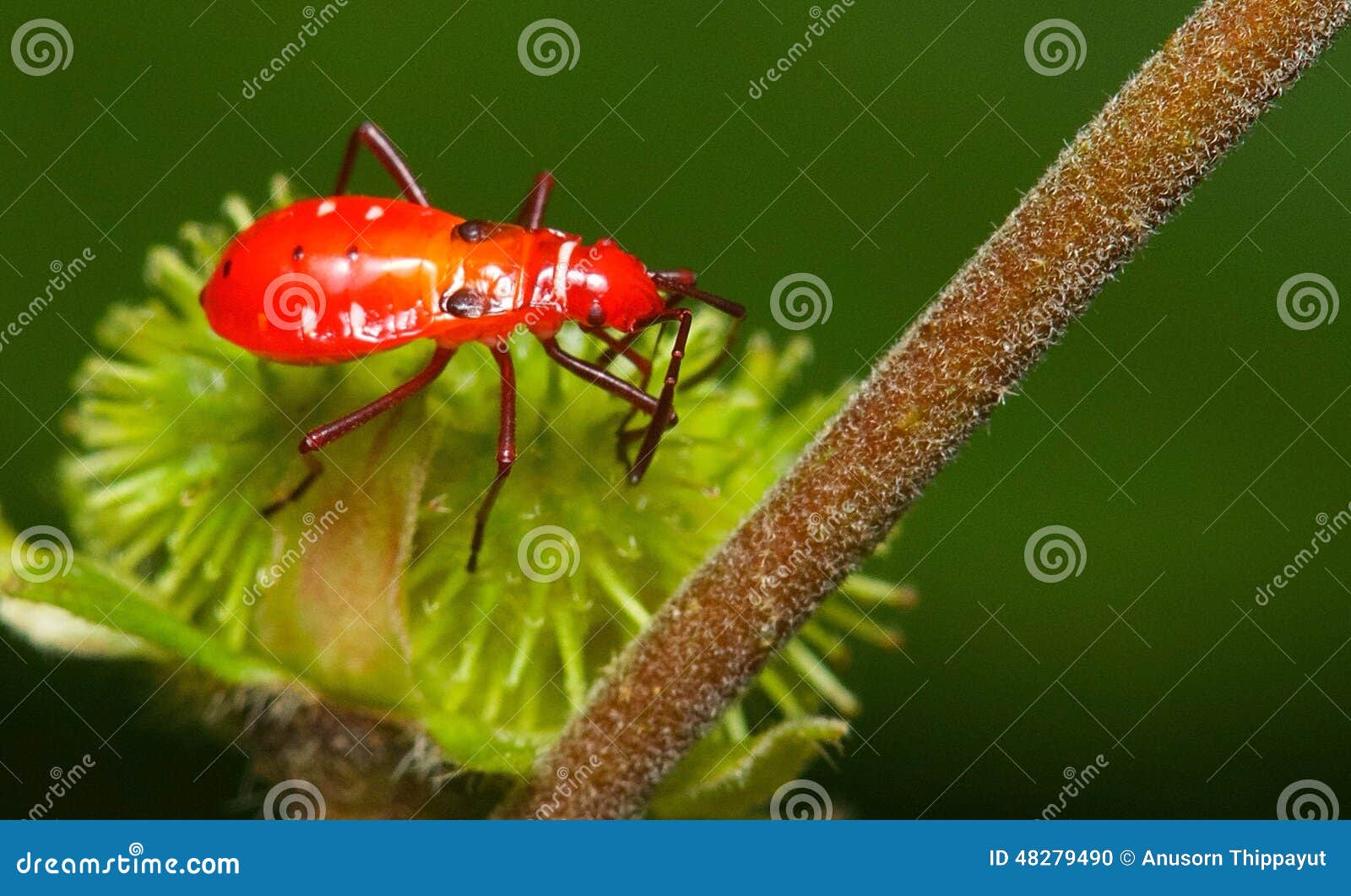 Insecte rouge photo stock. Image du insecte, brun, vert - 48279490