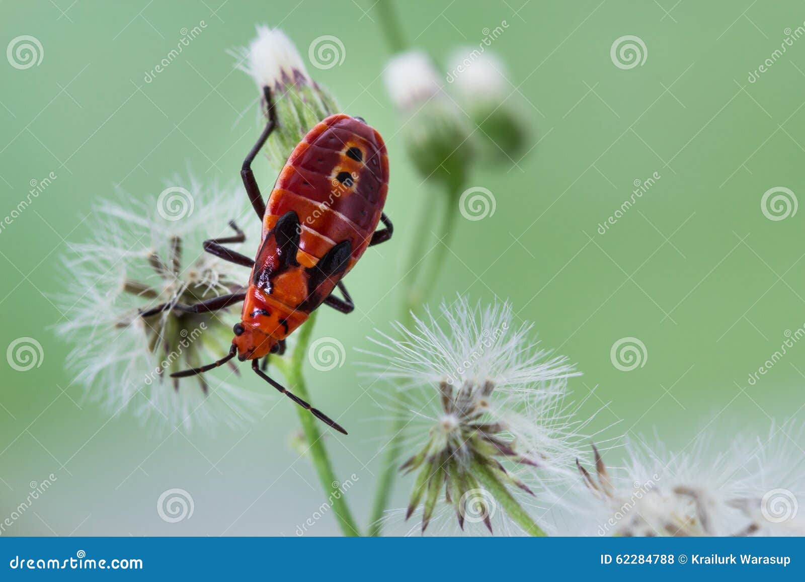 Insecte rouge photo stock. Image of insecte, couleur - 62284788