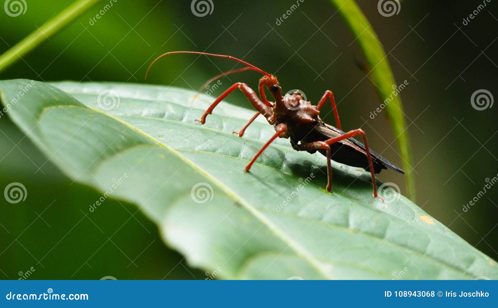 Insecte rouge d'Amazone photo stock. Image du vert, tropical - 108943068