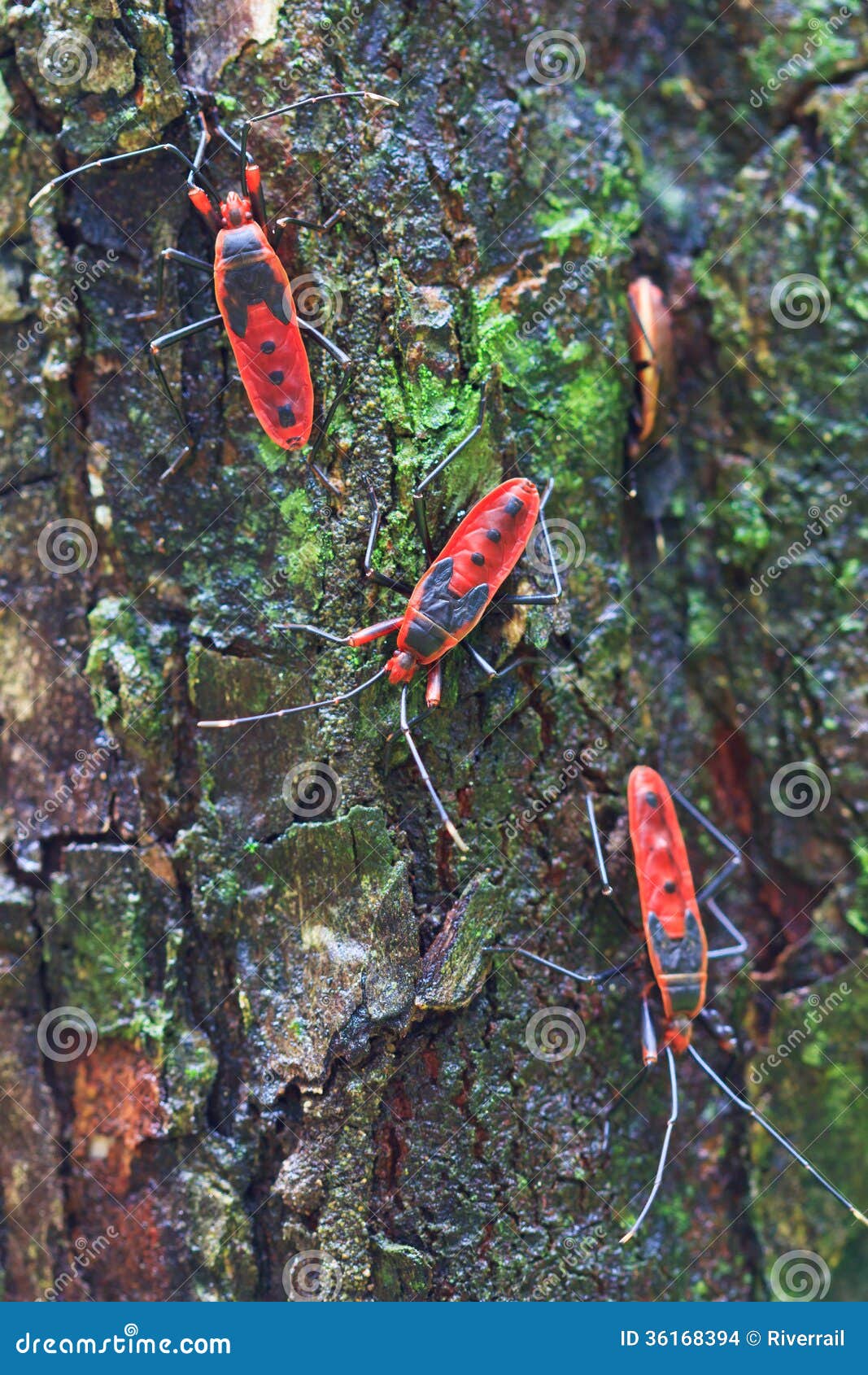 Insecte rouge géant photo stock. Image du biologie, invertébrés - 36168394