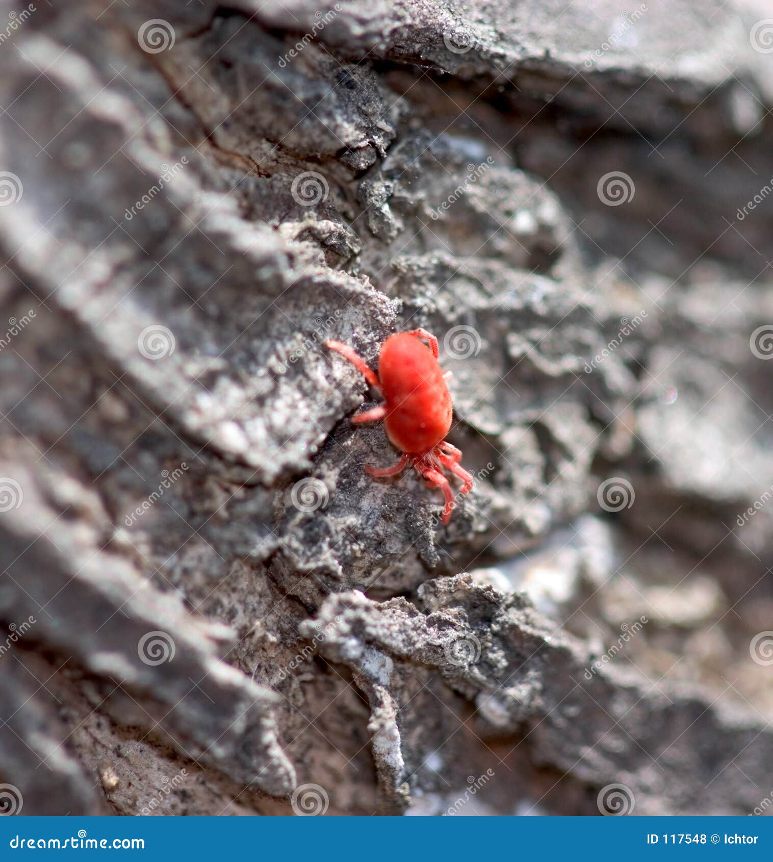 Insecte Rouge Minuscule Image. Image: 117548