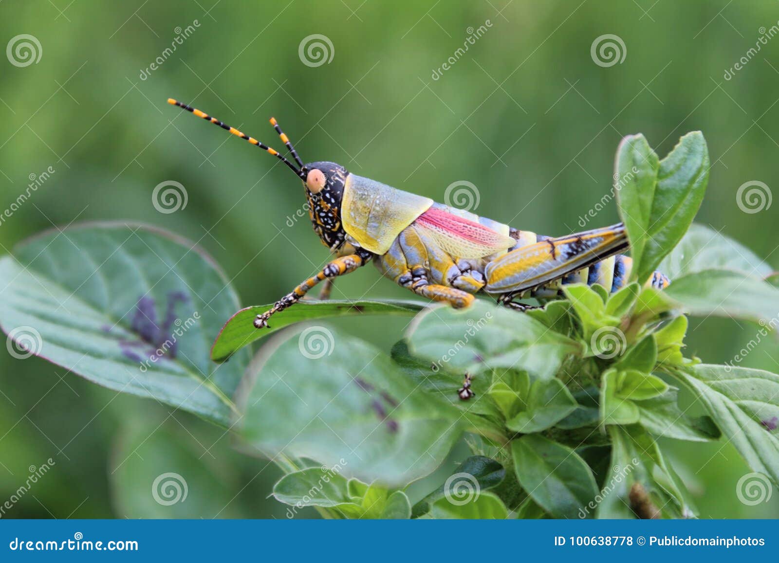 Insecte, Sauterelle, Grillon Comme L'insecte, Invert?br? Image. Image ...