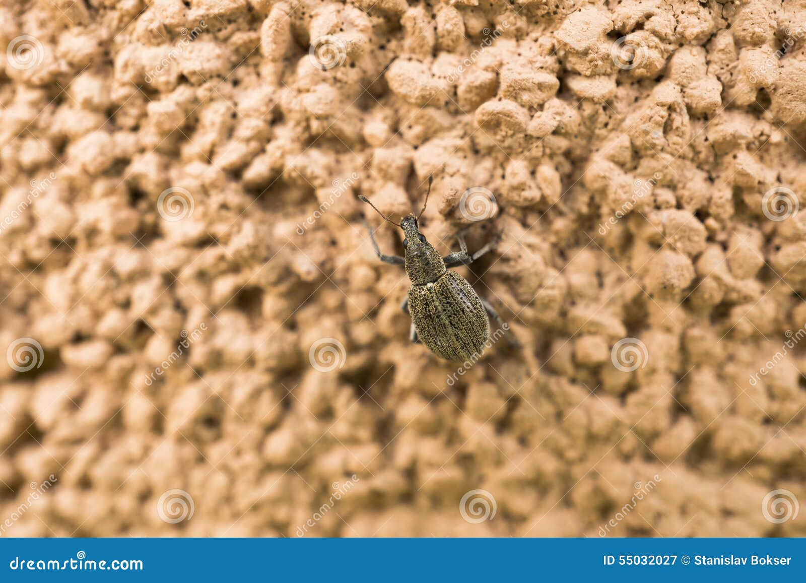 Insecte sur le mur image stock. Image du noir, anomalie - 55032027