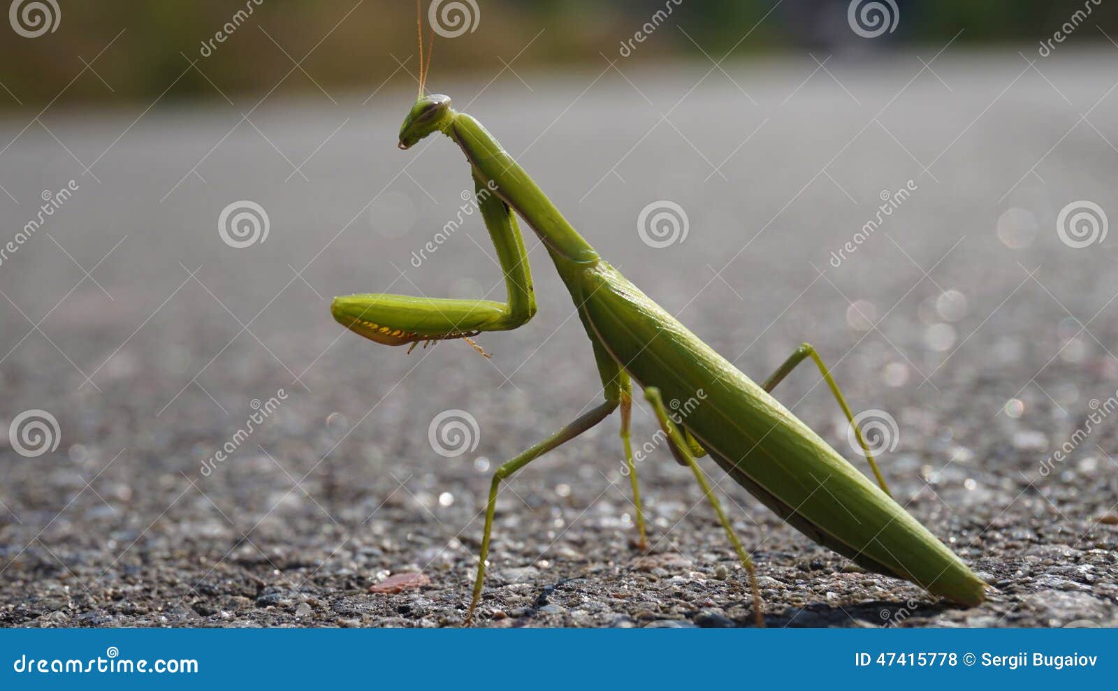 Insecte vert photo stock. Image du sauterelle, vert, animal - 47415778