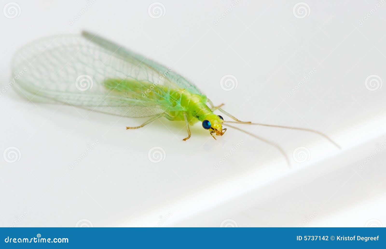 Insecte vert photo stock. Image du paix, paisible, pause - 5737142