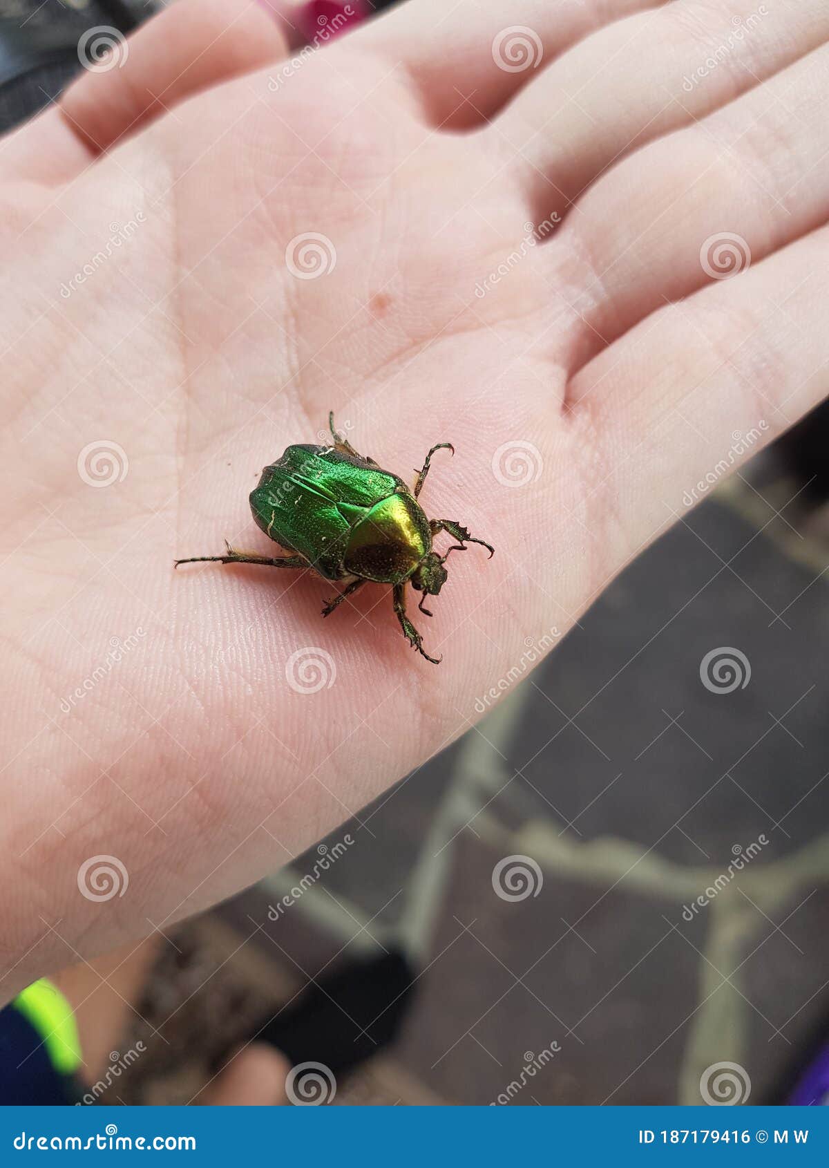 Insecte Vert Brillant Assis En Main Photo stock - Image du insecte ...
