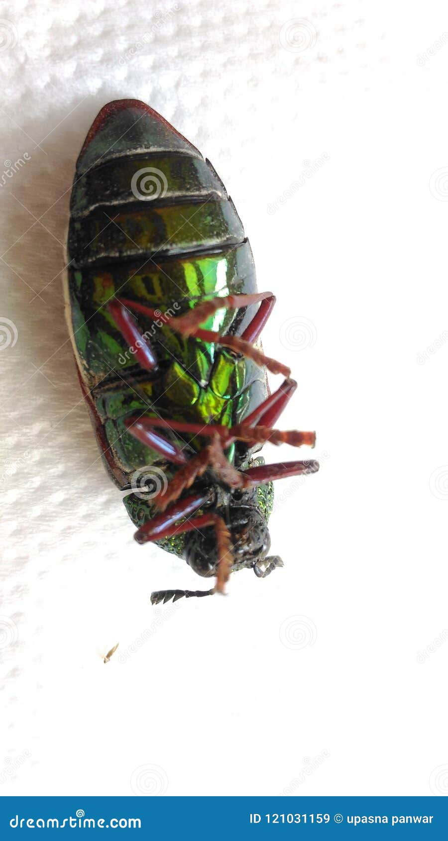 Insecte vert mignon image stock. Image of patte, mignon - 121031159