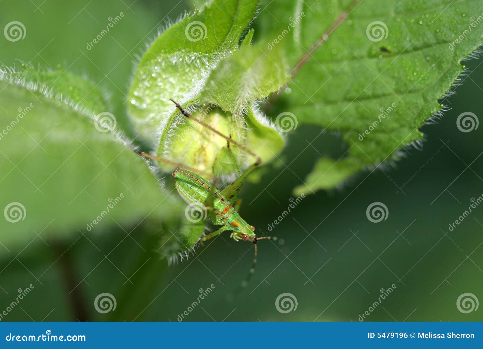 Insecte Vert Sur La Lame De Centrale Photo stock - Image du simple ...