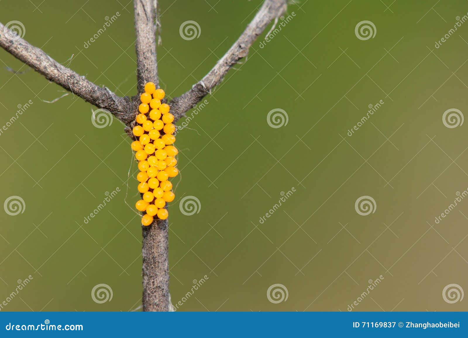 Insecteieren stock afbeelding. Image of leven, neet, geel - 71169837