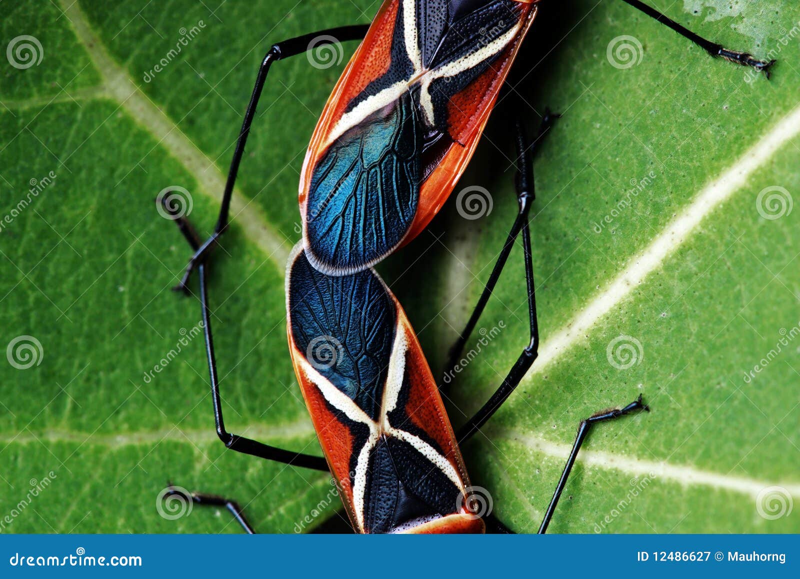 Insecten Die Van Het Schild (philippinus Dysdercus) De Koppelen Stock ...