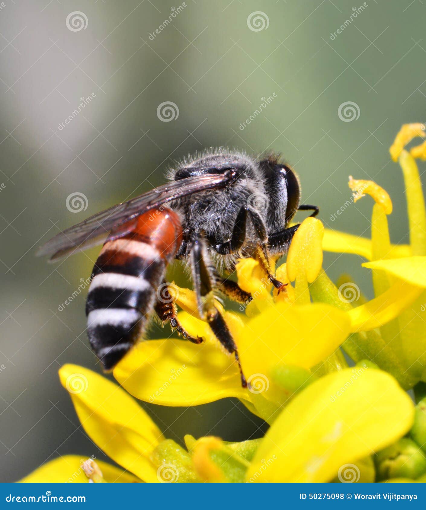 Insecten op Gele Bloem stock foto. Image of lente, bloemen - 50275098