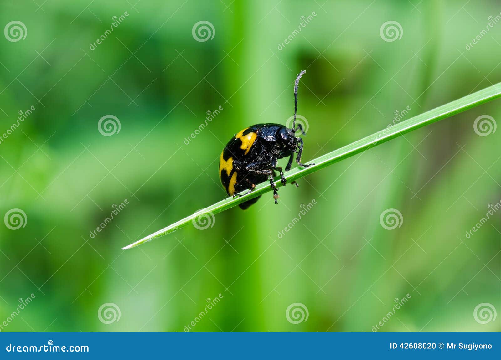 Insecten op het gras stock foto. Image of dier, beeld - 42608020