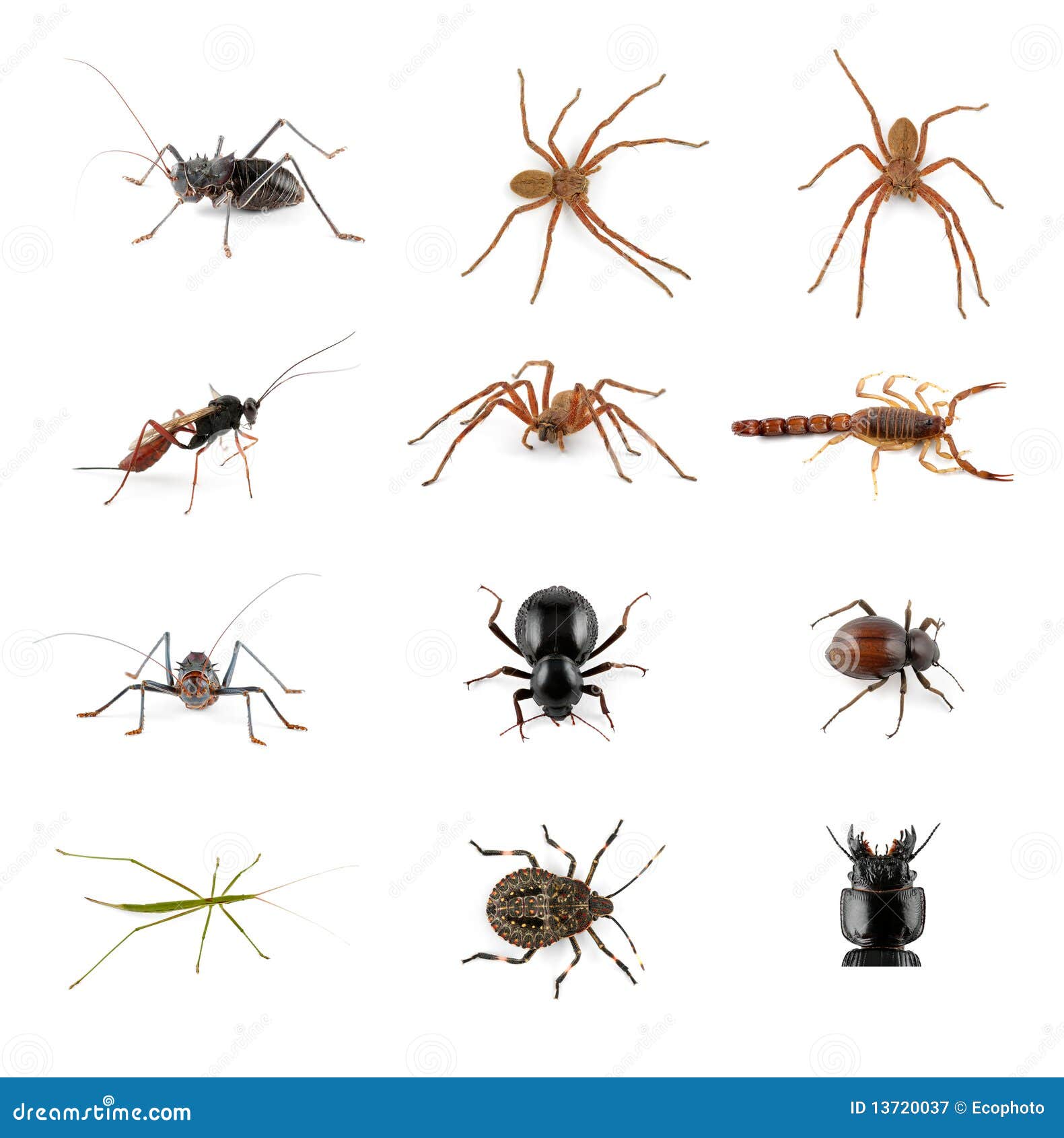 Insecten, Spinnen En Schorpioen Stock Afbeelding - Image of ...