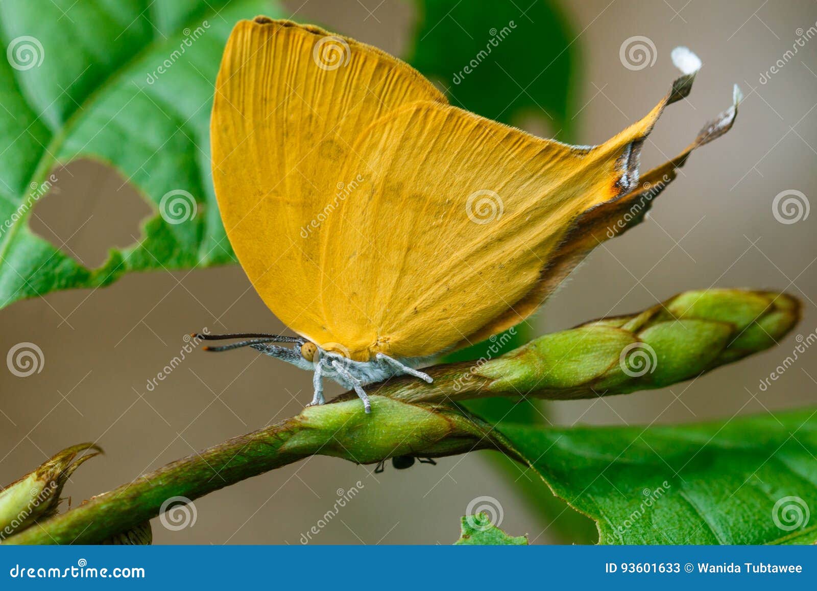 Insecten, Vlinder, Motten, Insect Stock Afbeelding - Image of tuin ...