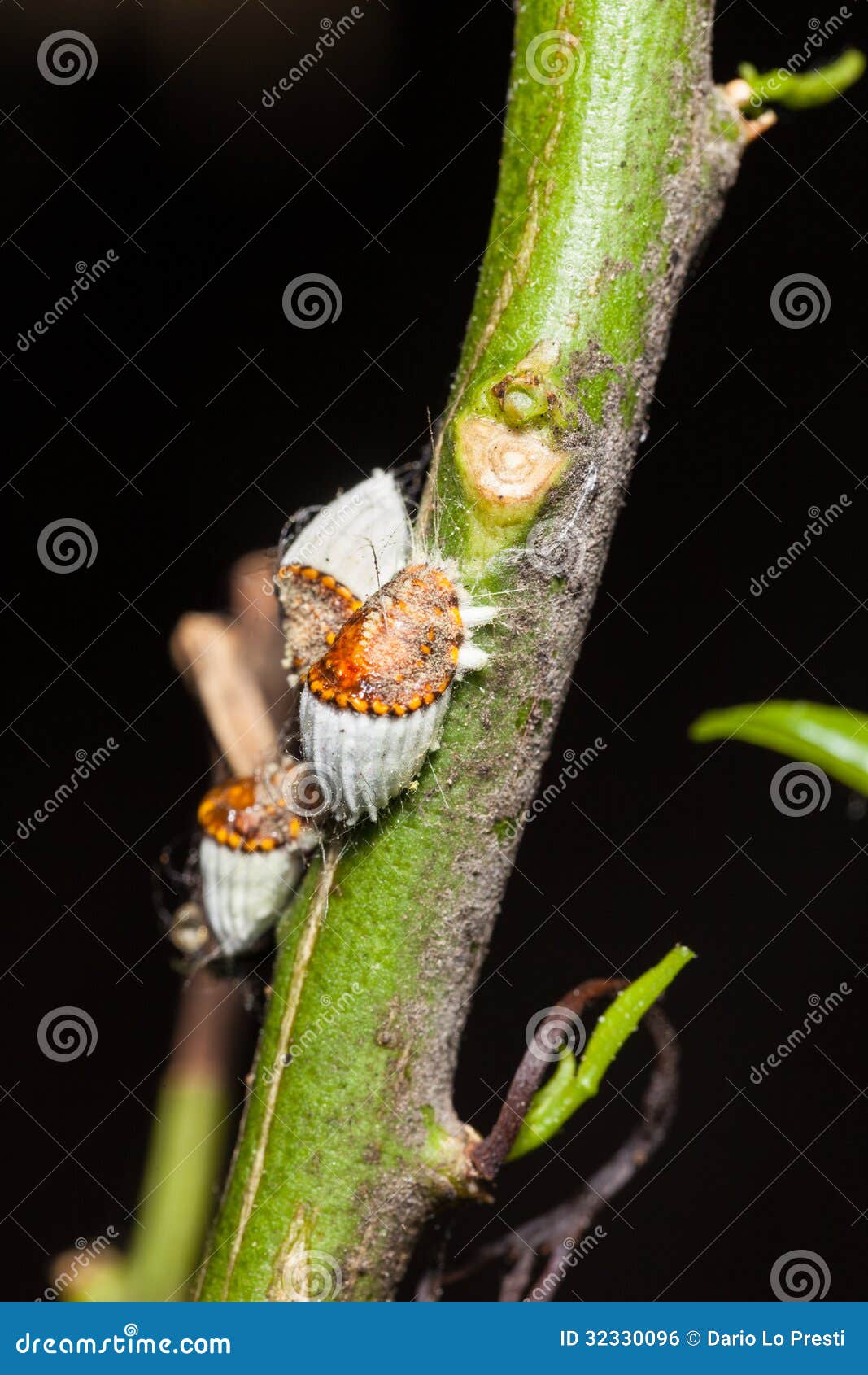 Insectes d'échelle photo stock. Image du branchement - 32330096