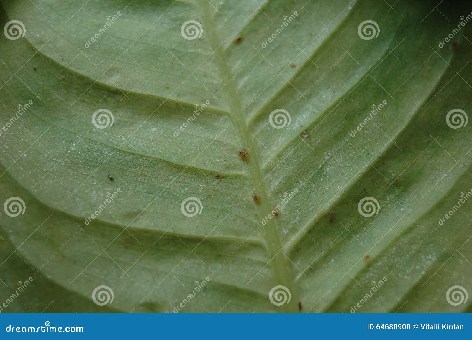 Insectes D'échelle Sur Une Feuille Photo stock - Image du ecran, aphis ...