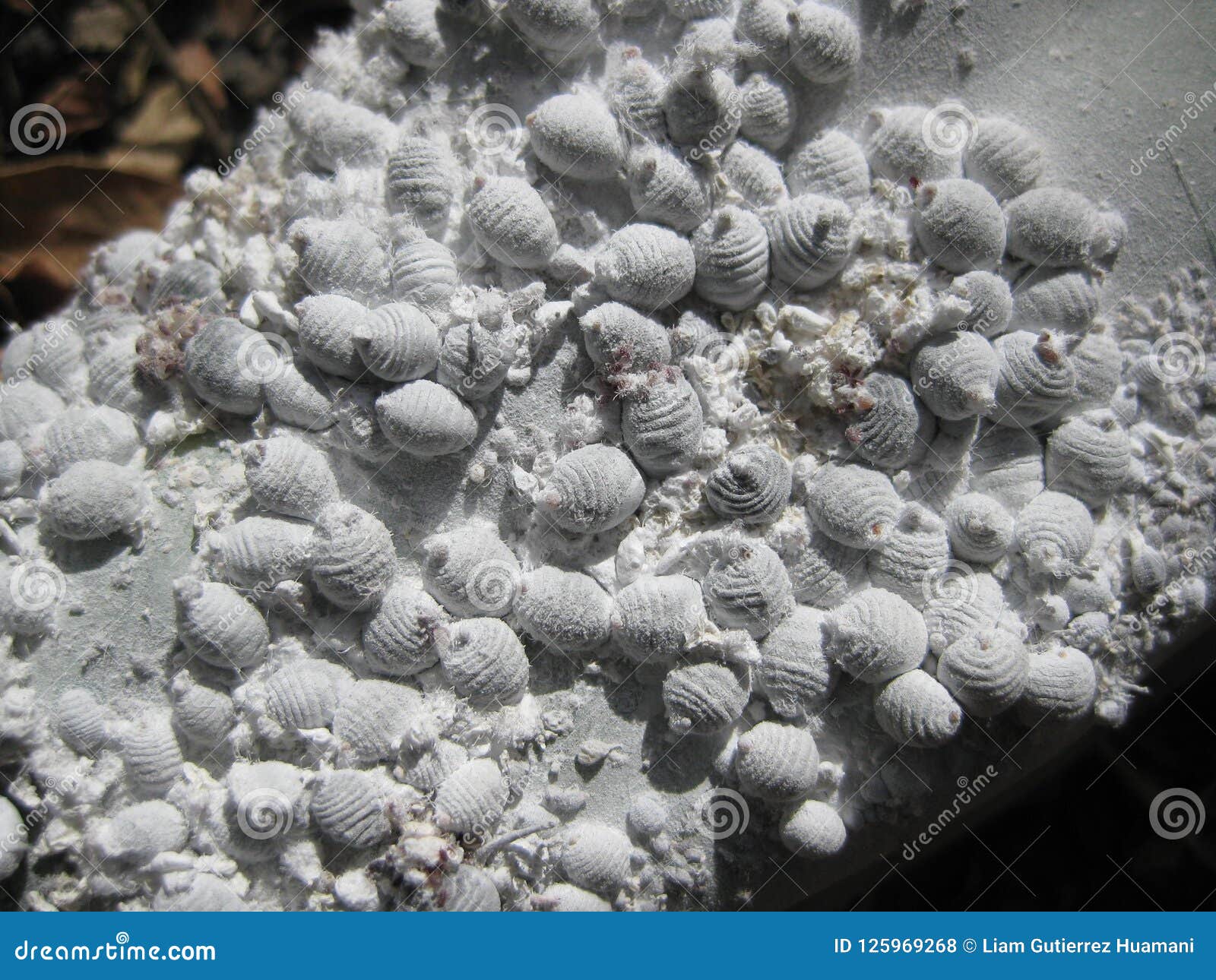 Insectes De Cochenille Sur La Feuille De Cactus Photo stock - Image du ...