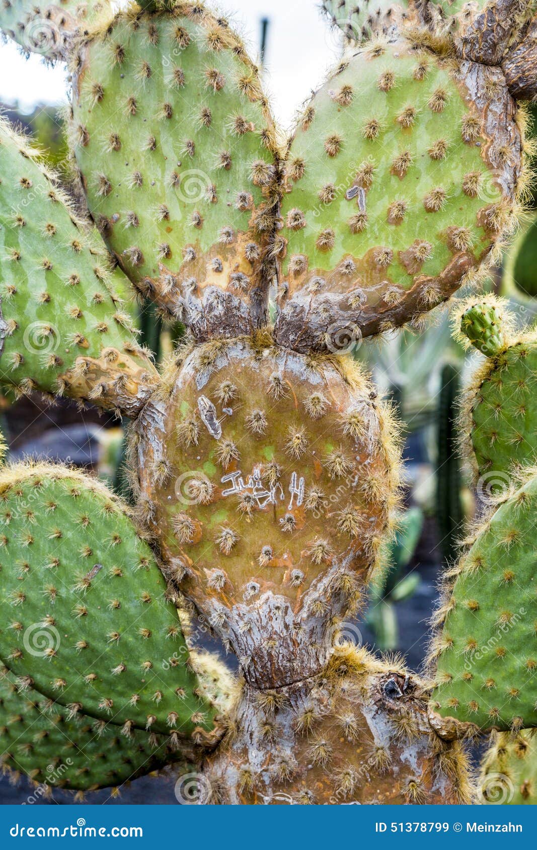 Insectes Farineux De Cochenille Sur Des Cactus Image stock - Image du ...