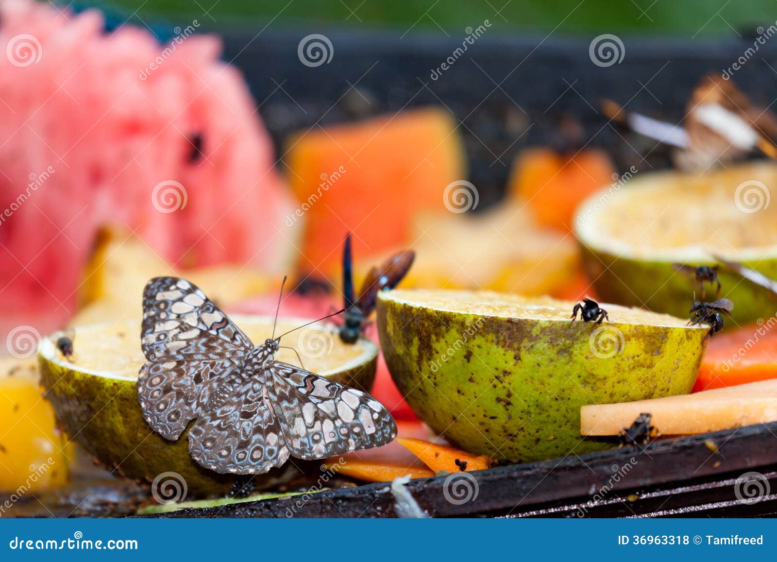 Insectes Mangeant Du Fruit Frais Photo stock - Image du beau ...