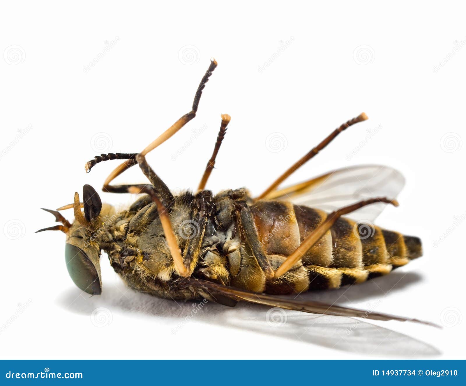 Insectes morts 1 photo stock. Image du insecte, cheveu - 14937734