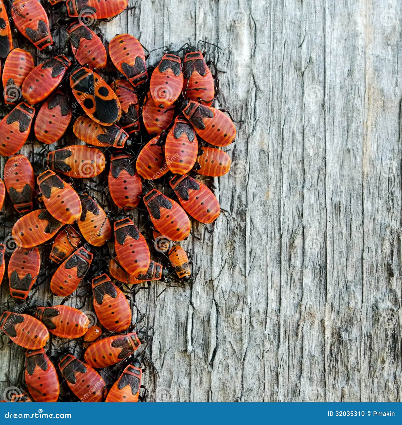 Insectes rouges photo stock. Image du nature, dommages - 32035310