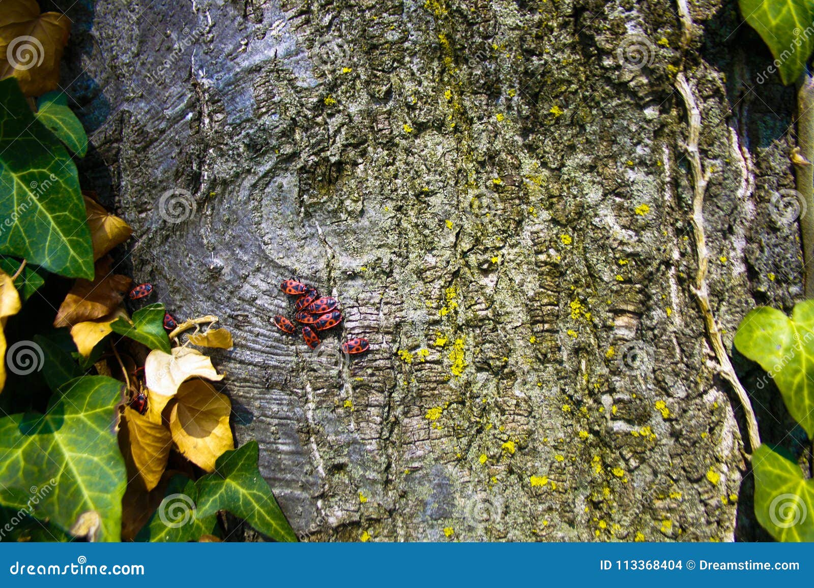 Insectes sur l'arbre photo stock. Image du faune, insectes - 113368404