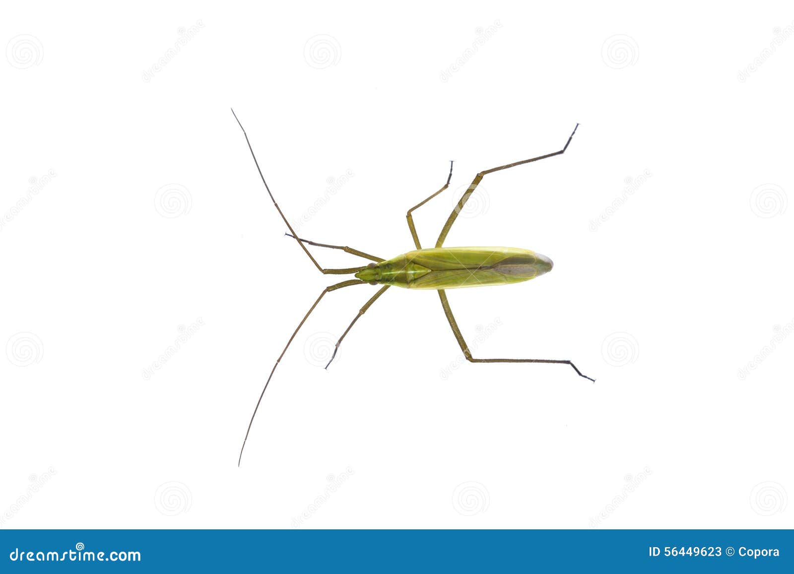 Insectes verts image stock. Image du animal, fond, vert - 56449623