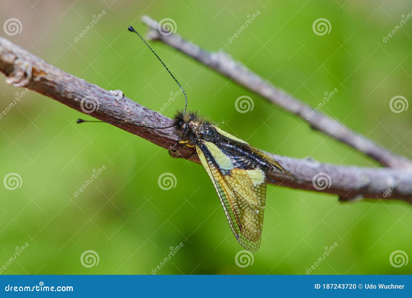 Insectious - Small and Colourful Creatures Stock Photo - Image of ...