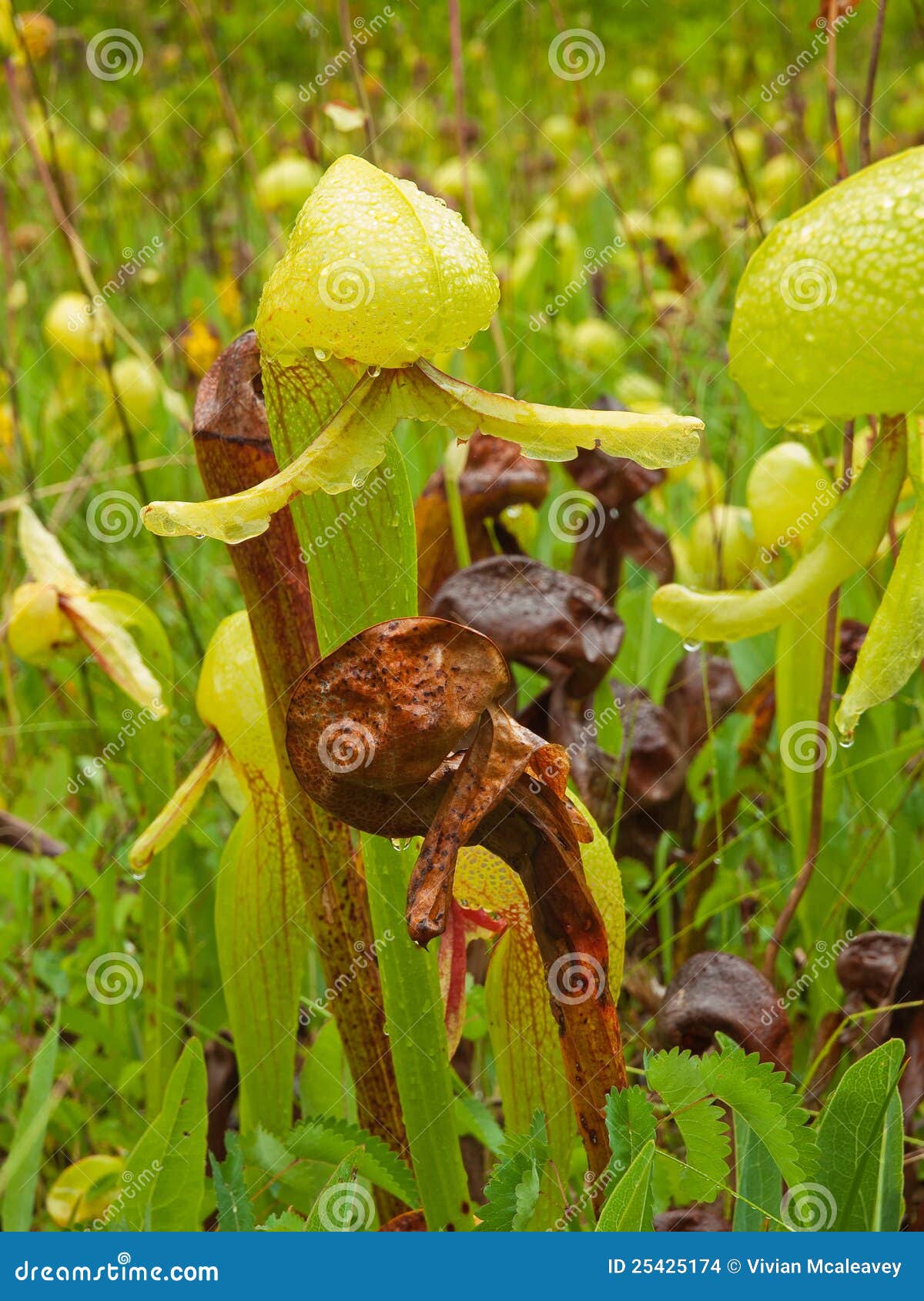 Insectivore Pitcher Plant stock photo. Image of kalmiopsis - 25425174