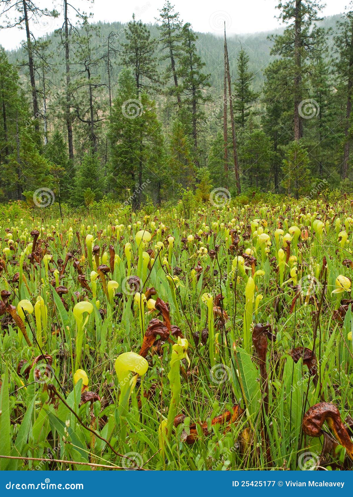 Insectivore Pitcher Plant stock image. Image of californica - 25425177