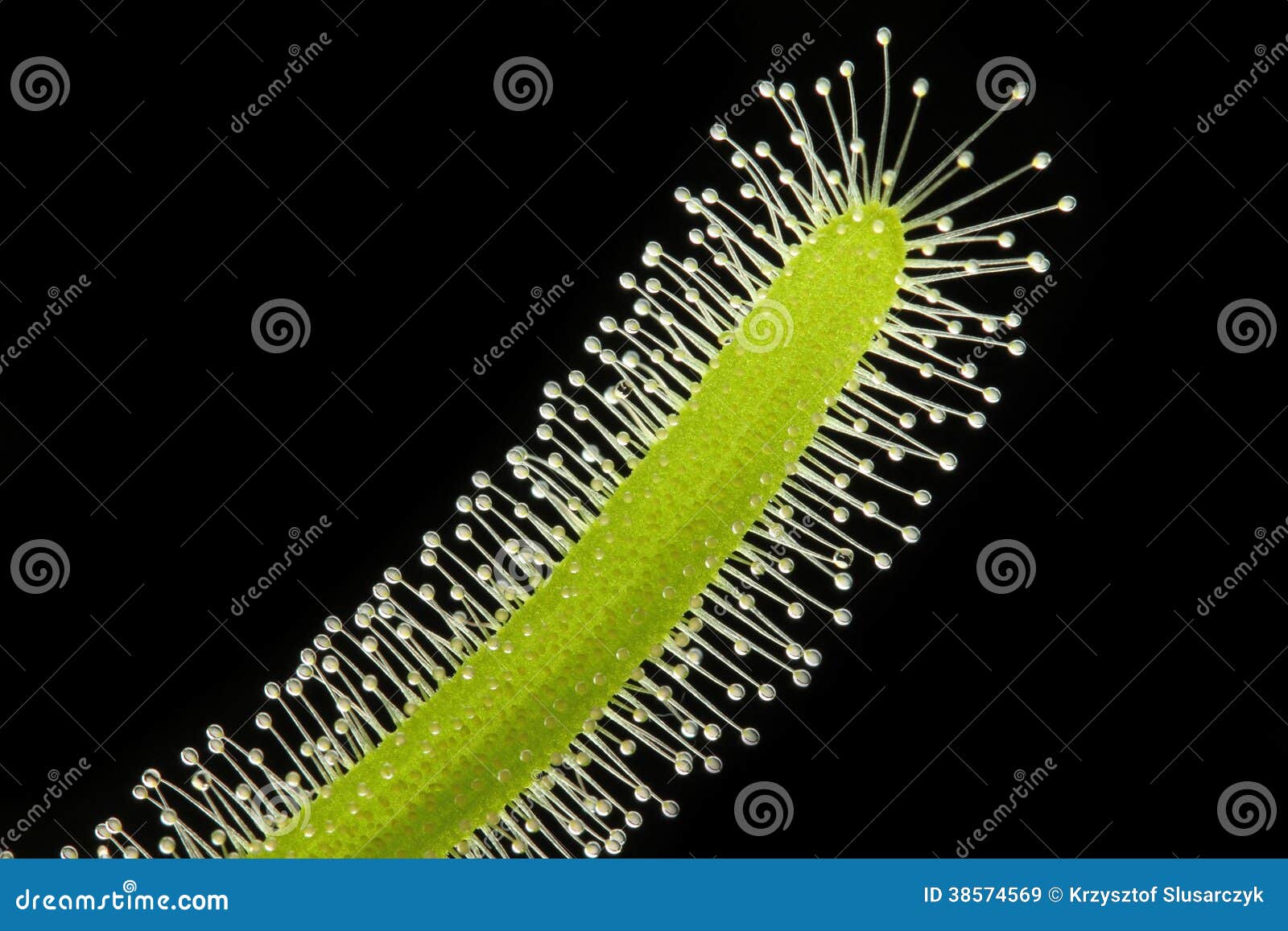 Insectivorous plant stock image. Image of flora, sundew - 38574569