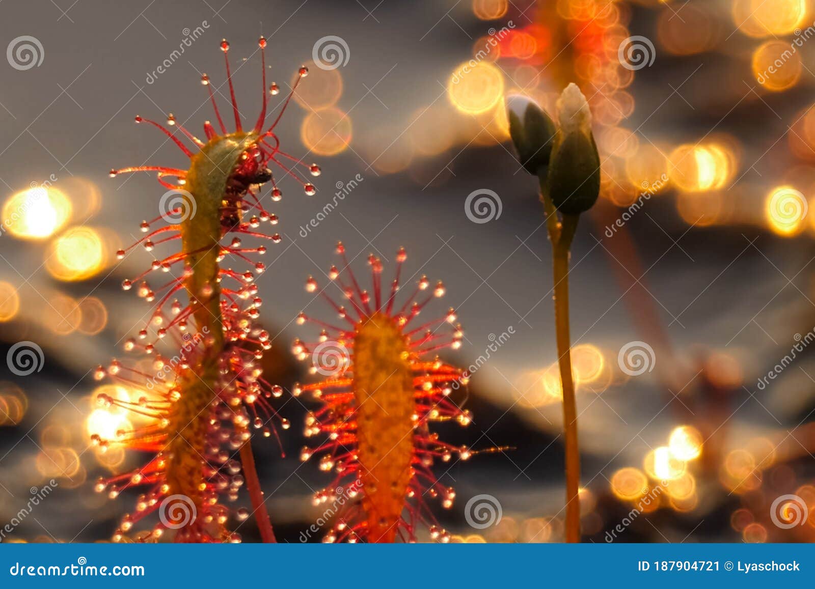The Insectivorous Plant is a Sundew Drosera. Predatory Plant Stock ...