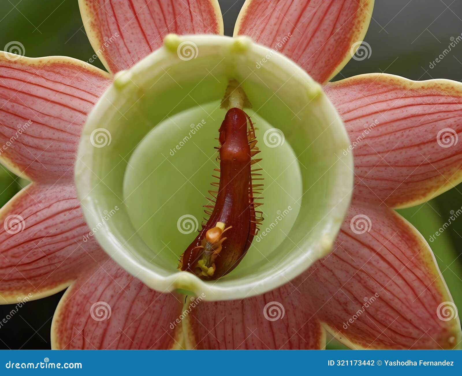 Insectivorous Plants, Nepenthes Stock Photo | CartoonDealer.com #321173700