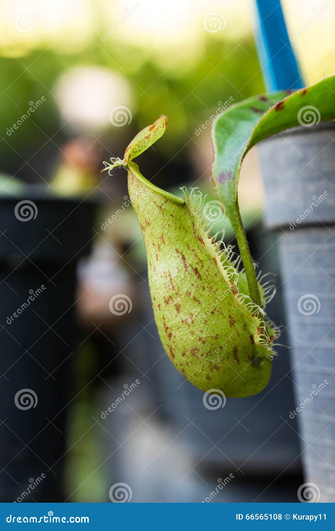 Insectivorous Plants Royalty-Free Stock Image | CartoonDealer.com #98858632