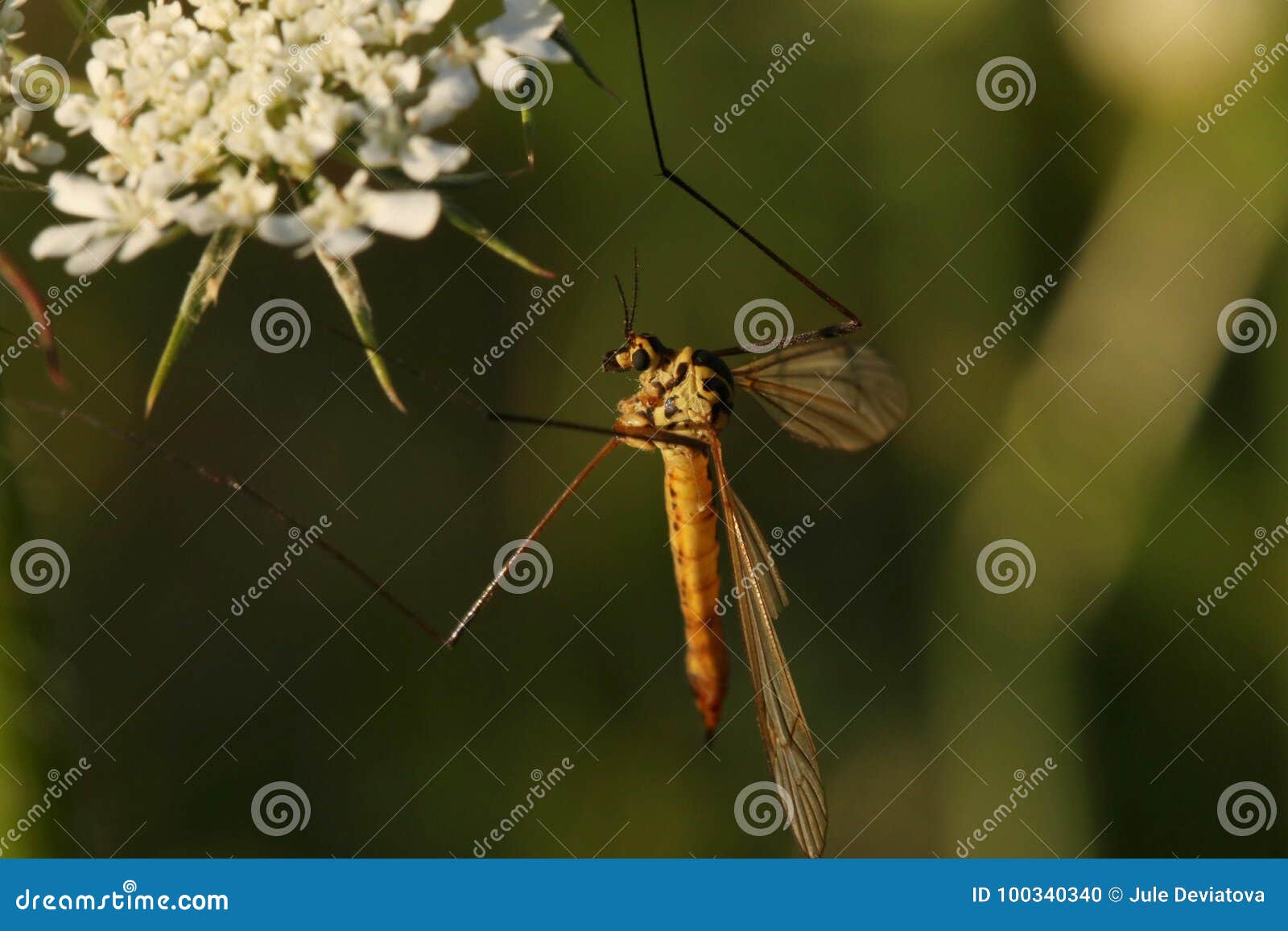 Insecto foto de archivo. Imagen de hermoso, parque, interesante - 100340340