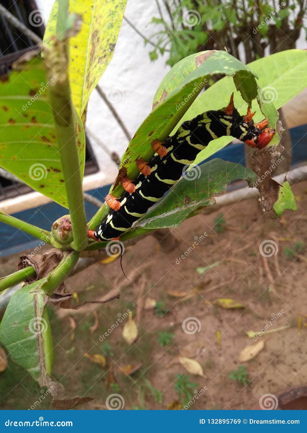 Insecto стоковое изображение. изображение насчитывающей вал - 132895769