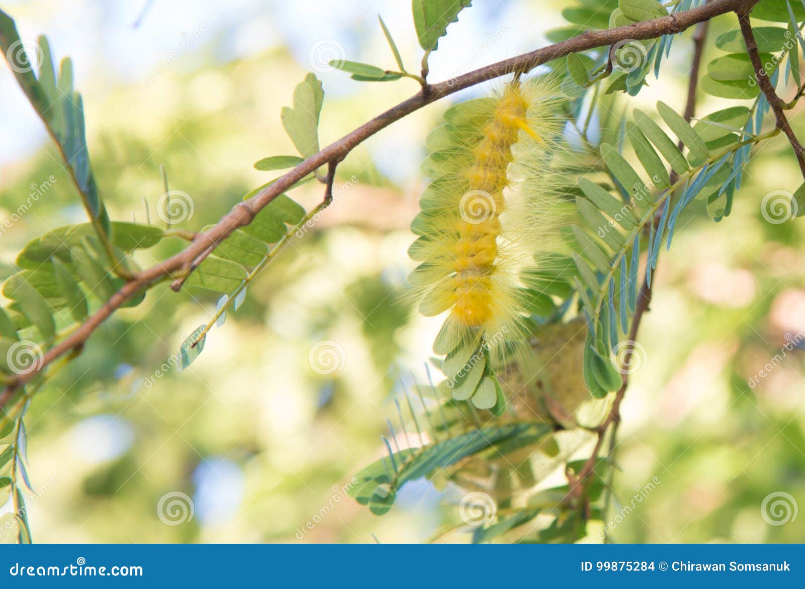 Insecto Amarillo De La Oruga En Verde Foto de archivo - Imagen de flora ...