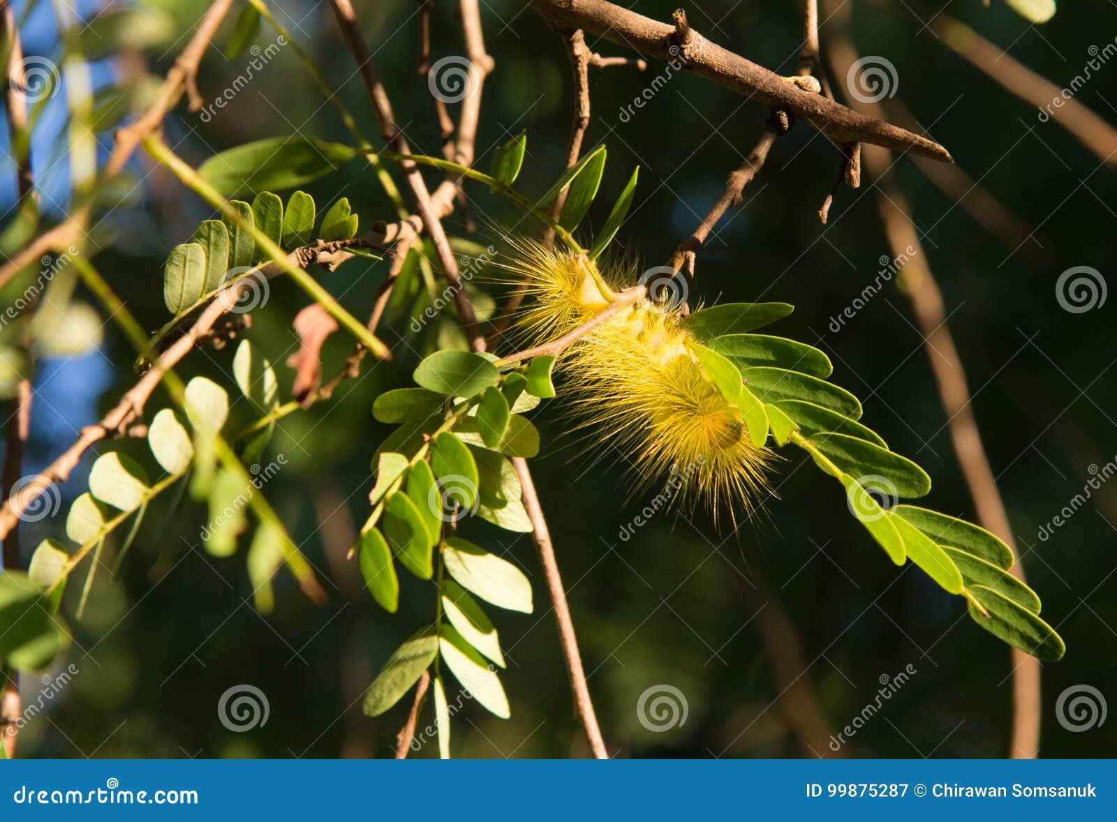 Insecto Amarillo De La Oruga En Verde Imagen de archivo - Imagen de ...