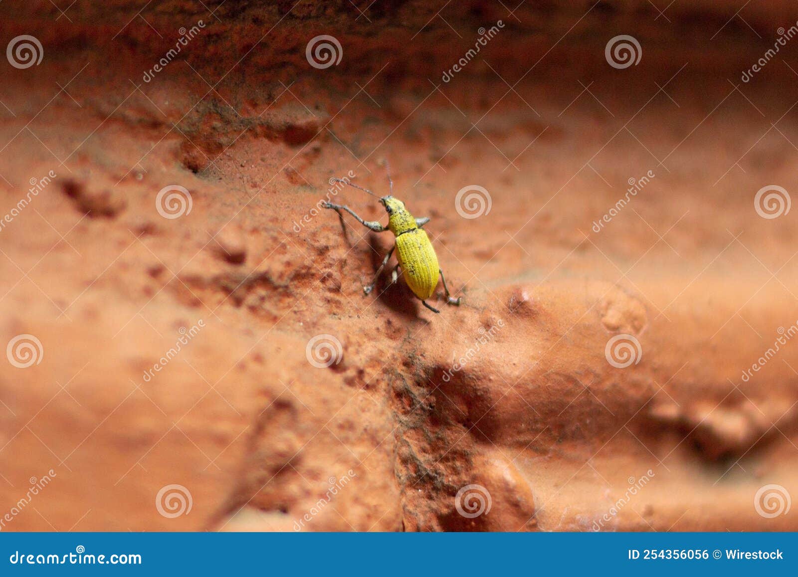 Insecto Amarillo En La Pared Foto de archivo - Imagen de pared, animal ...