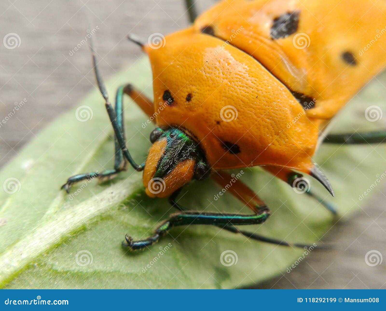 Insecto Amarillo En Las Hojas Verdes Imagen de archivo - Imagen de ...