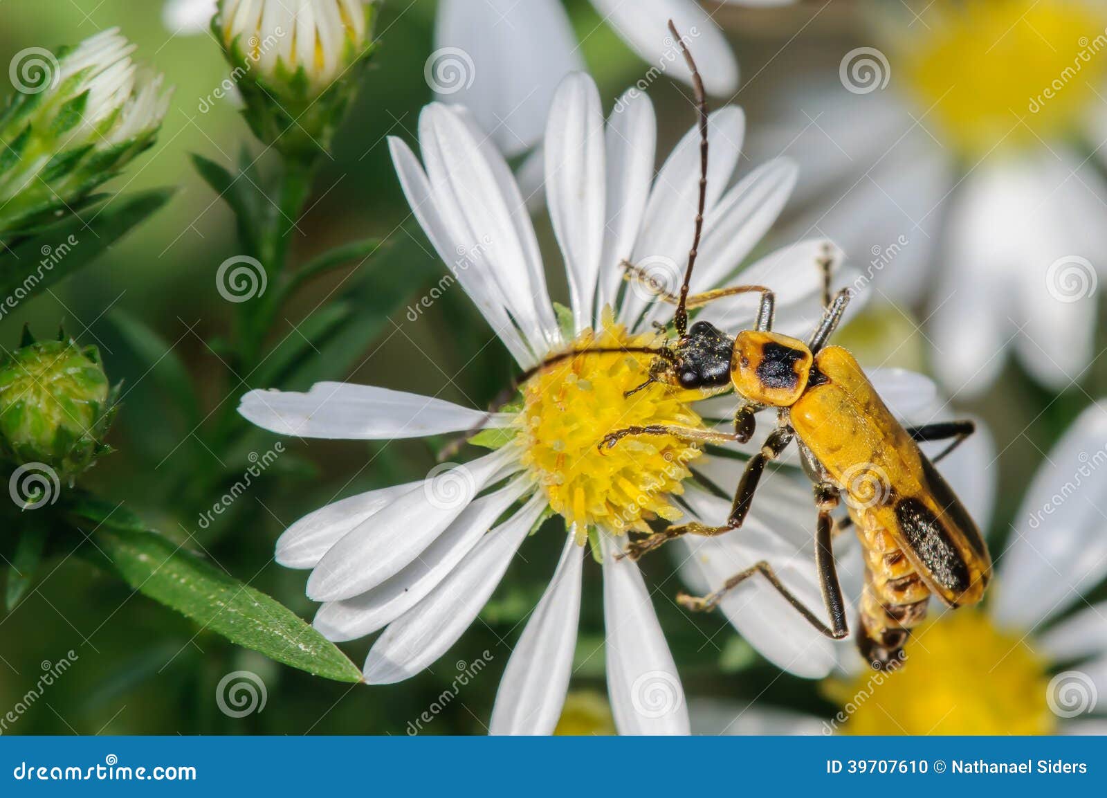 Insecto Amarillo En Una Flor Blanca Foto de archivo - Imagen de alas ...