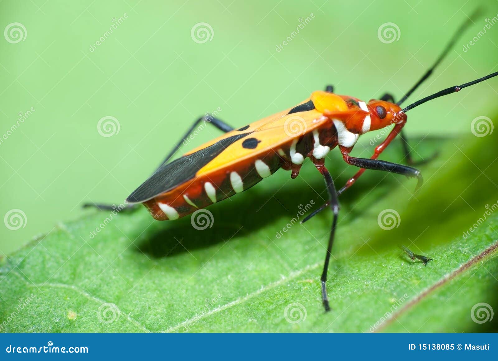Insecto anaranjado imagen de archivo. Imagen de escarlata - 15138085