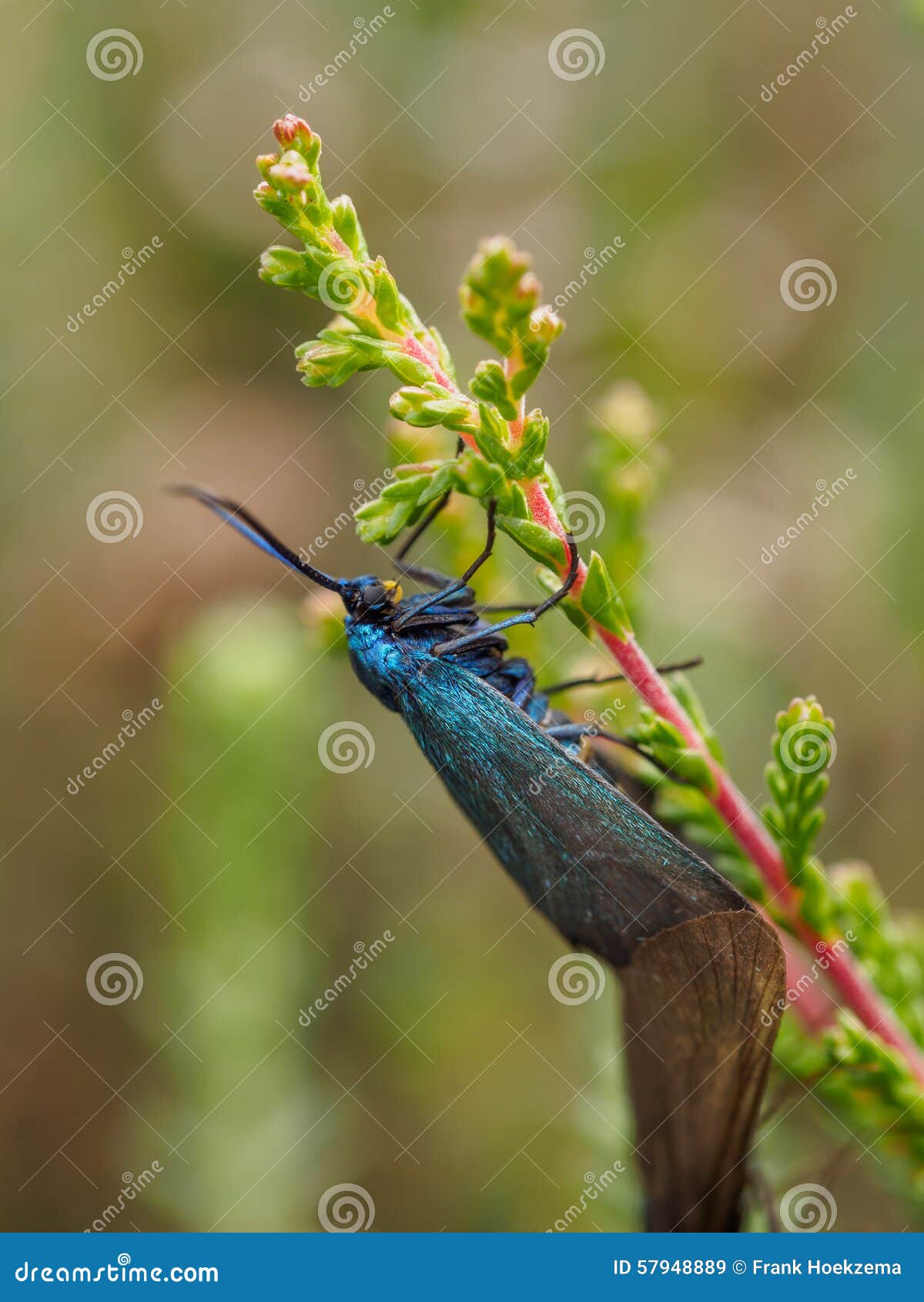 Insecto Azul Con Las Antenas Imagen de archivo - Imagen de cubo, hierba ...