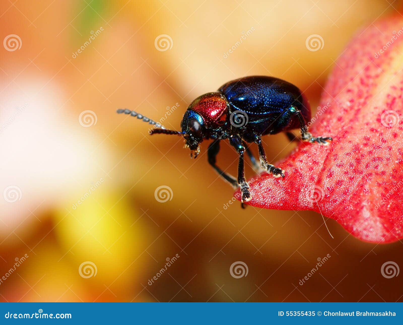 Insecto Azul En Las Hojas Verdes Imagen de archivo - Imagen de hermoso ...
